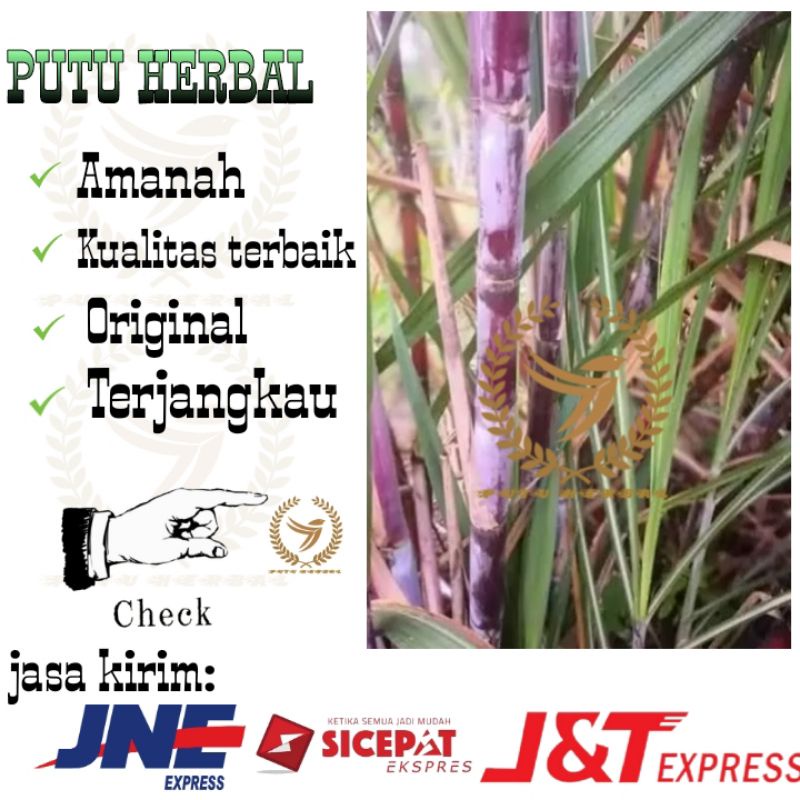 Jual TEBU MERAH 1KG | TEBU MERAH KONSUMSI 1KG | Shopee Indonesia