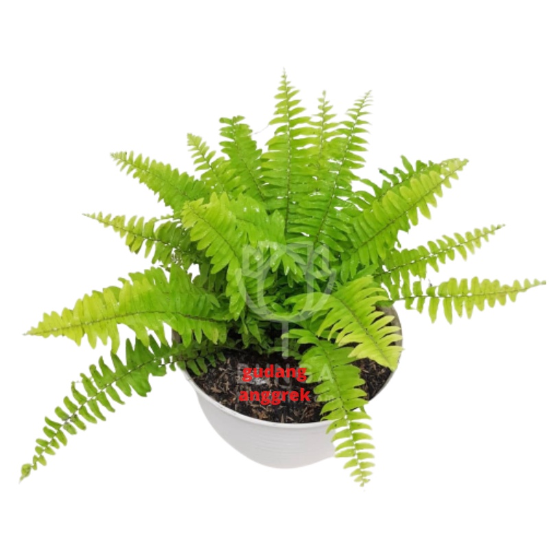 Jual tanaman hias gantung pakis boston pakis pedang | Shopee Indonesia