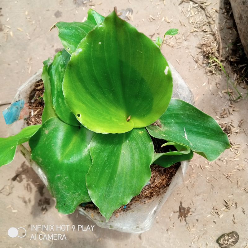 Jual tanaman pohon kencur/ cikur/cekur | Shopee Indonesia