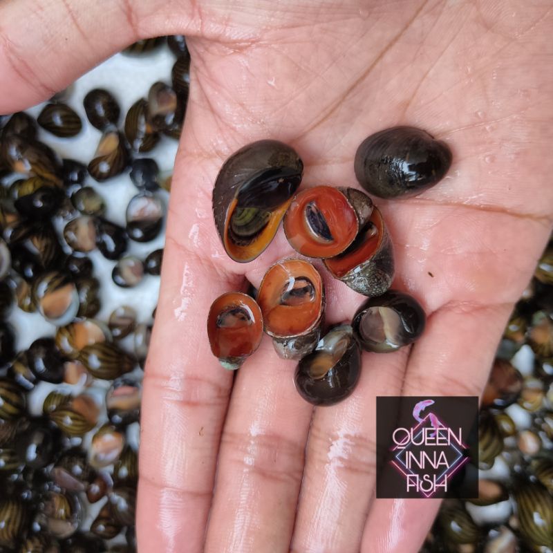 Jual red lips snails / keong pembersih aquascape / keong hias | Shopee ...
