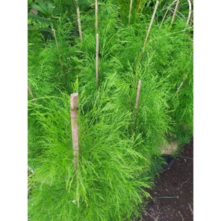 Jual pohon Cemara balon Cemara Bali daun Cemara balon 50cm | Shopee ...