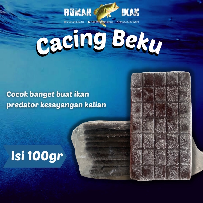 Jual CACING BEKU FRESH 100 GRAM PAKAN IKAN FISH FOOD FROZEN BLOODWORM ...