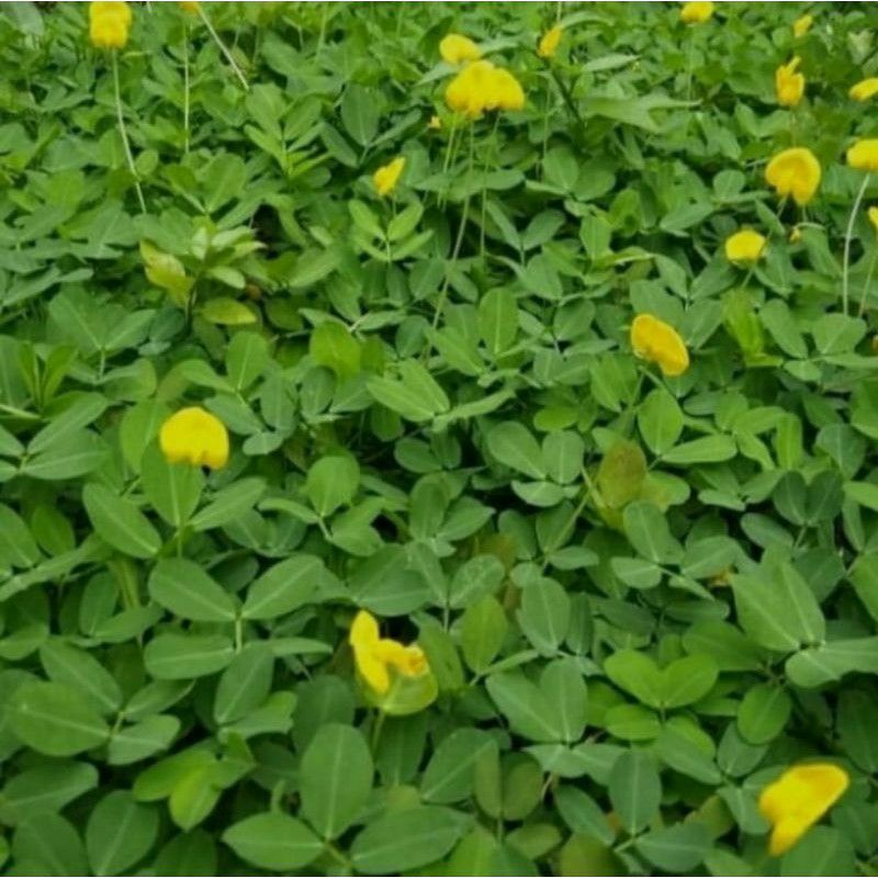 Jual Arachis pintoi / rumput kacangan kuning / rumput hias | Shopee ...