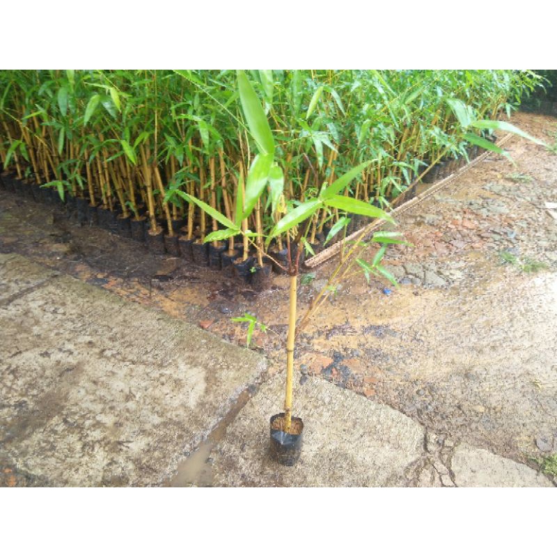 Jual Tanaman Bambu Kuning Hias | Shopee Indonesia