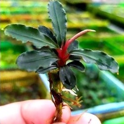 Jual bucephalandra rare/langka id : palm tree rizom | Shopee Indonesia
