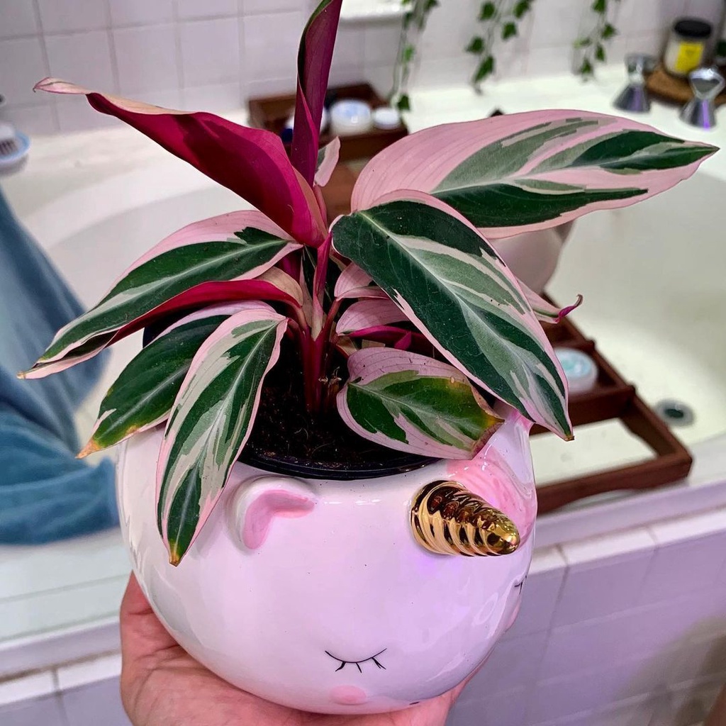 Jual tanaman hias maranta tricolor - tanaman hias Meranti Bali ...