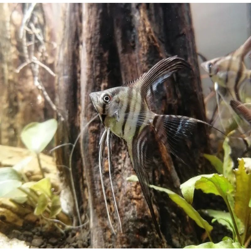 Jual ikan hias angelfish manfish slayer altum indukan xl | Shopee Indonesia
