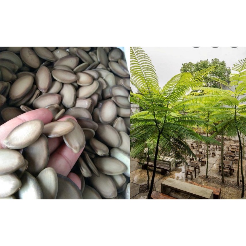 Jual pakis brazil Harga Terbaik & Termurah Februari 2023 | Shopee Indonesia