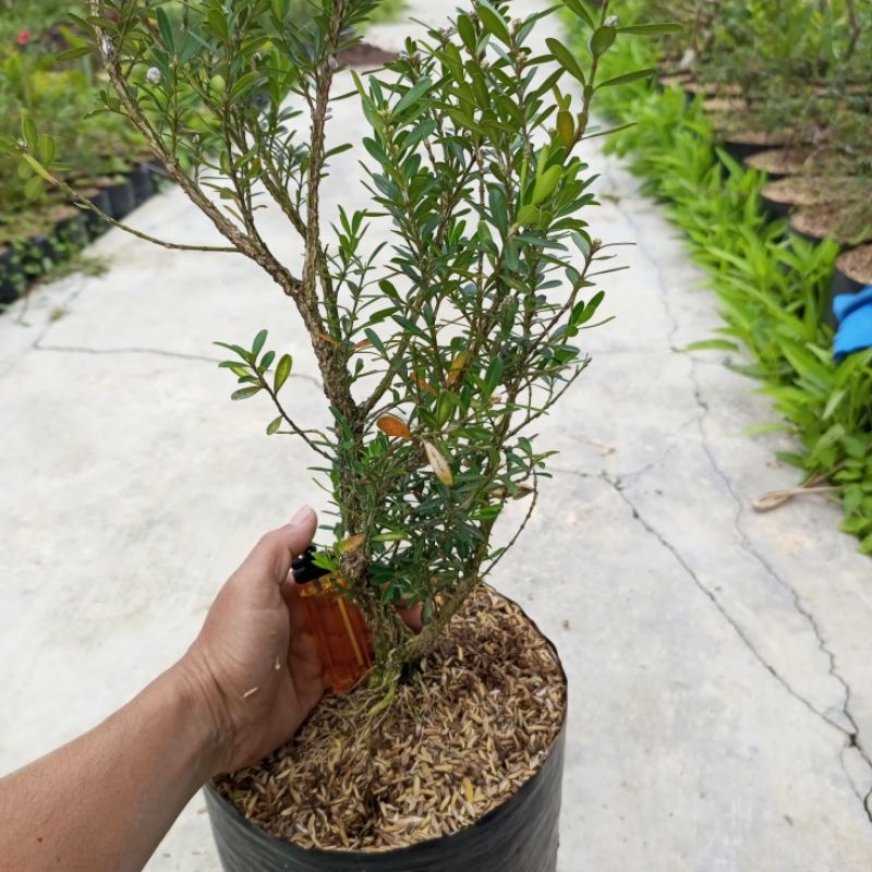 Jual Bahan bonsai Boxus | Shopee Indonesia