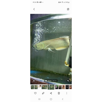 Jual Ikan Arwana Silver Red Brazil 60 CM | Shopee Indonesia