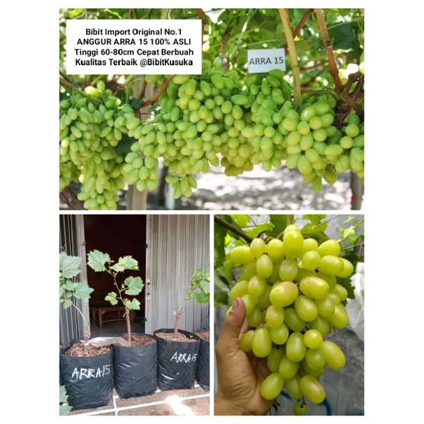 Jual Bibit Original ANGGUR ARRA 15 Import Varietas Unggulan No.1 Duper ...