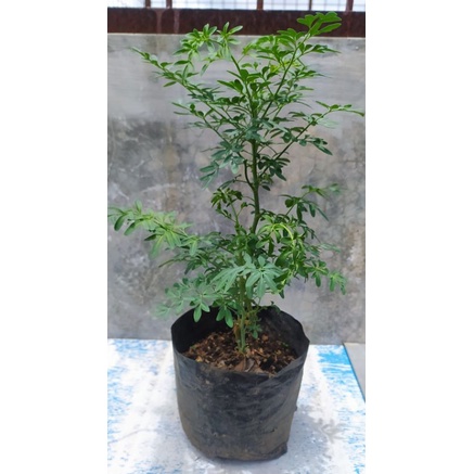 Jual pohon / bibit daun inggu / chau chau / Ruta graveolens | Shopee ...