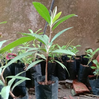 Jual Bibit tanaman pohon lempeni Lampeni Ardisia elliptica | Shopee ...