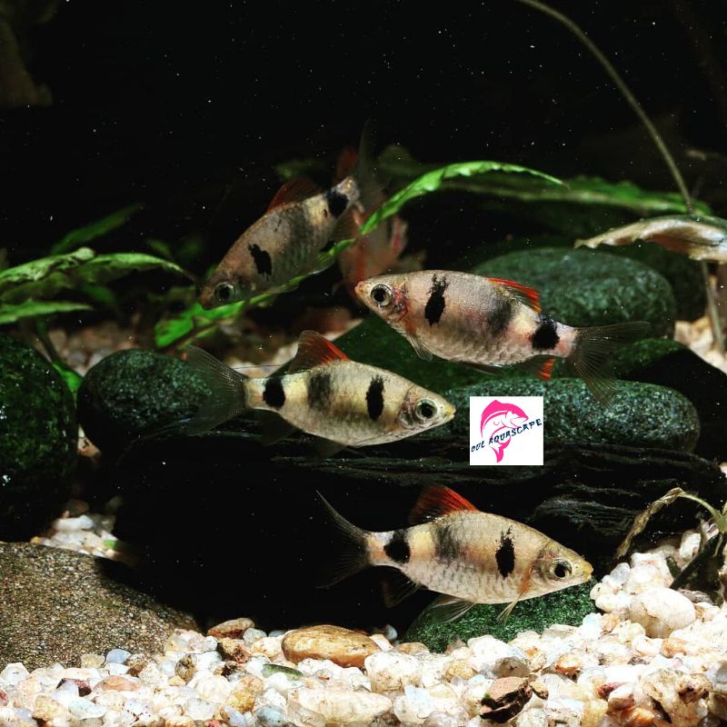 Jual ikan hias Ruby barb aquascape / pemakan kutu dan bakteri | Shopee Indonesia