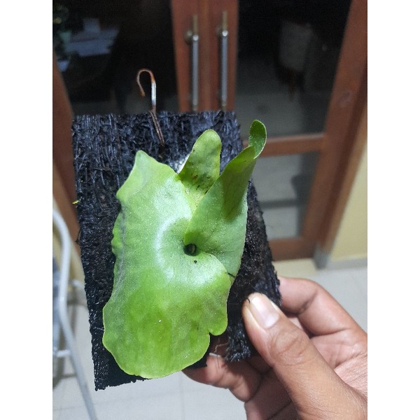 Jual Platycerium Wandae / Simbar Papua / Tanduk Rusa Papua | Shopee ...