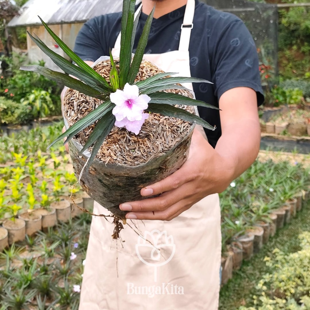 Jual TANAMAN HIAS BUNGA RUELLIA MINI PINK | Shopee Indonesia