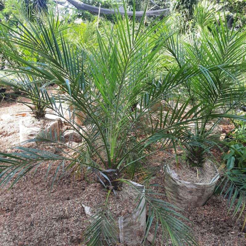 Jual { BISA COD } tanaman palm phoenix palem phonix tinggi 1 meter ...