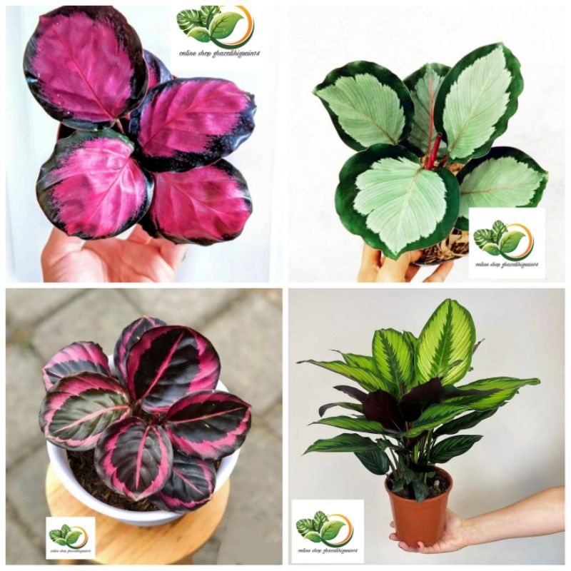 Jual Tanaman Hias Calathea Beauty Star - Crimson - Calathea Corona ...