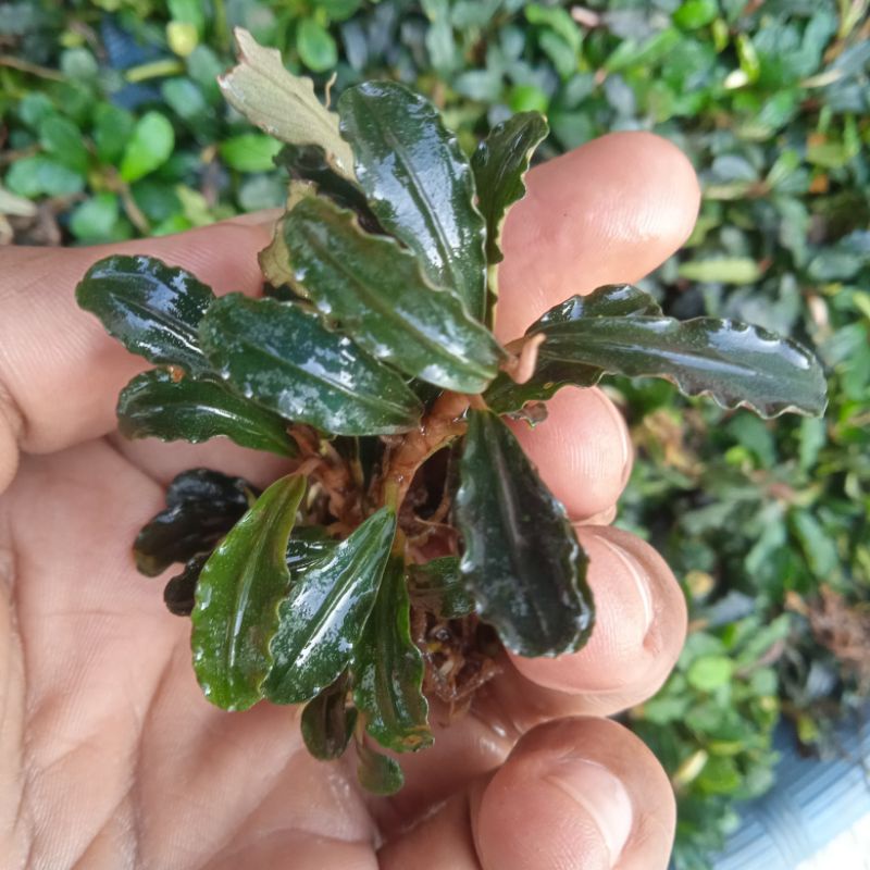 Jual Bucephalandra Kedagang Purple Tanaman Aquascape | Shopee Indonesia