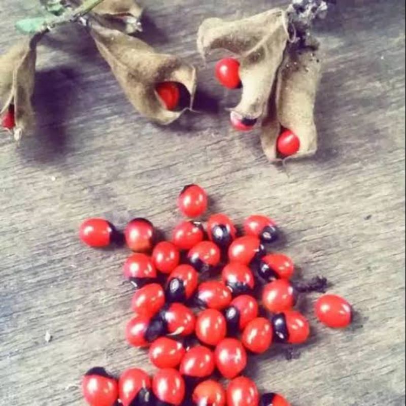 Jual Biji benih daun saga merah bintik hitam tanaman herbal | Shopee ...