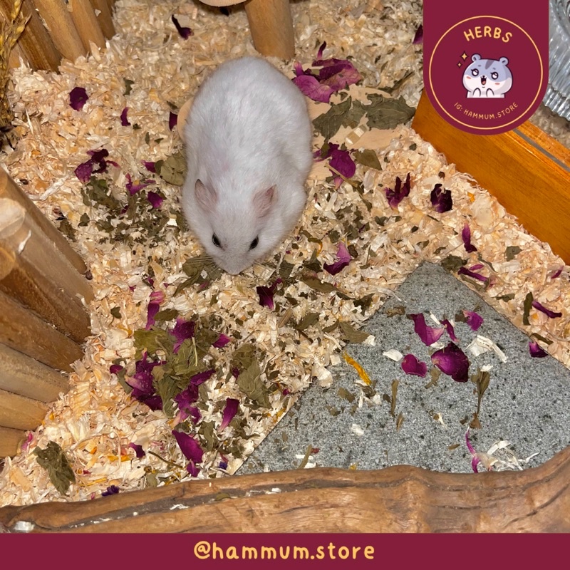 Jual Hamster Forage Herbs | Bedding Topper Trial | Daun Taburan Kandang ...