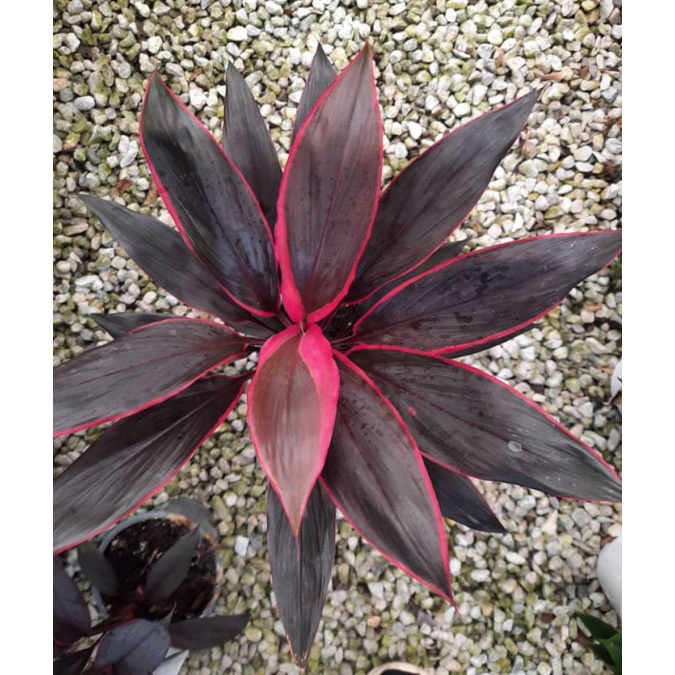 Jual Tanaman hias hanjuang merah / herbal andong / pohon ti / pohon ...