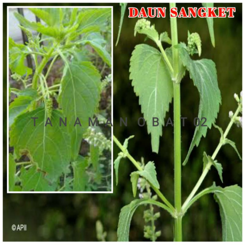 Jual DAUN SANGKET SANGKETAN ISI 10 TANAMAN DI CABUT DENGAN AKAR NYA | Shopee Indonesia