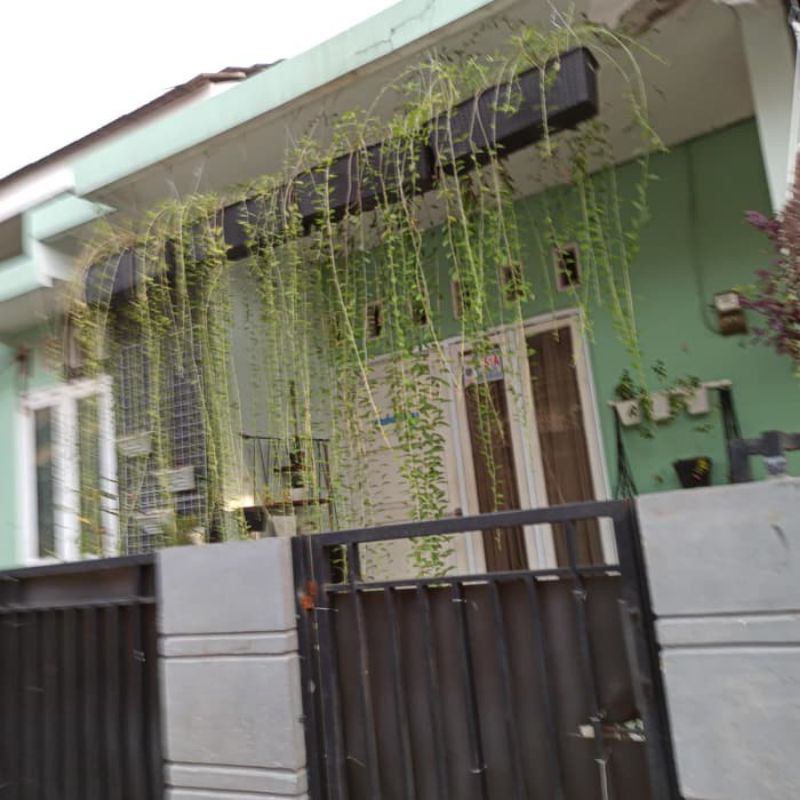 Jual Tanaman rambat Hias Daun Lee Kwan Yew merambat - LIKUANYU | Shopee ...