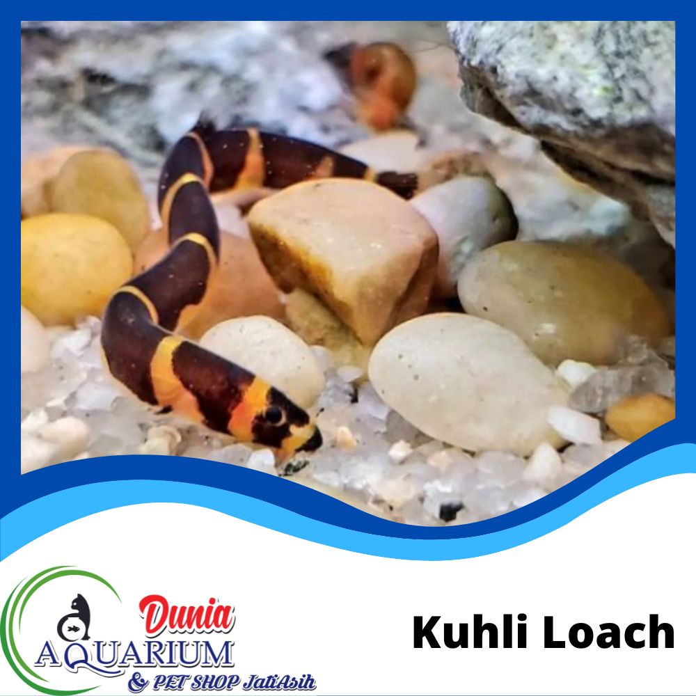 Jual Ikan Hias Kuhli Loach Pemakan Planaria Aquascape Aquarium | Shopee ...
