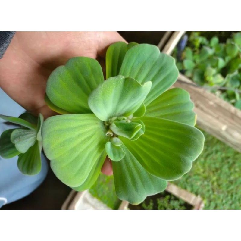 Jual KAYU APU TANAMAN AIR | Shopee Indonesia