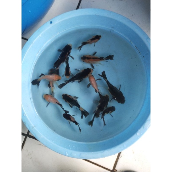 Jual koki panda size M | Shopee Indonesia