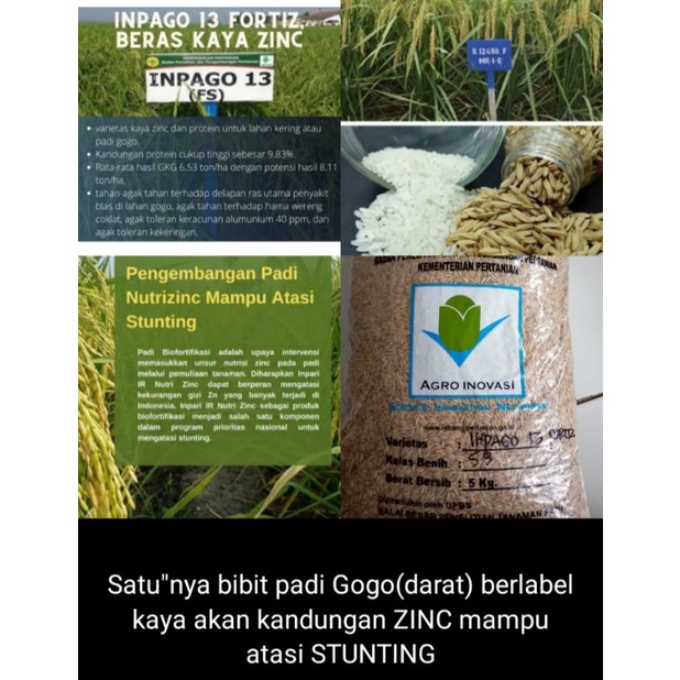 Jual BENIH PADI INPAGO 13 FORTIZ KAYA AKAN ZINC (SOLUSI LAHAN KERING ...