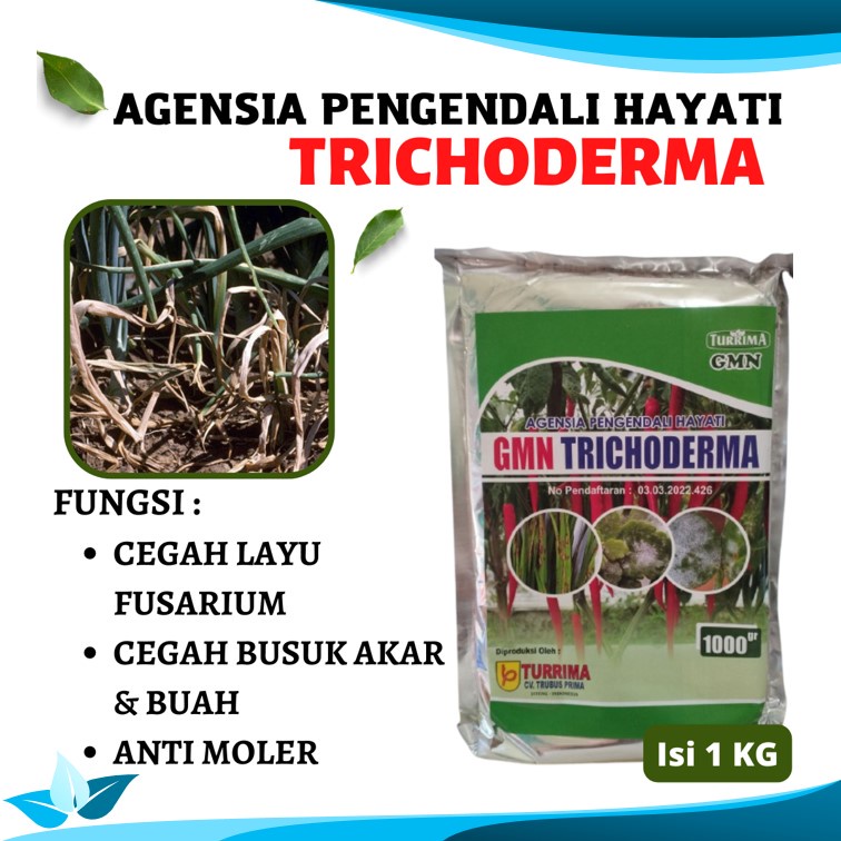 Jual Tricoderma Padat Agensia Hayati Cegah Layu Fusarium Pada Tanaman ...