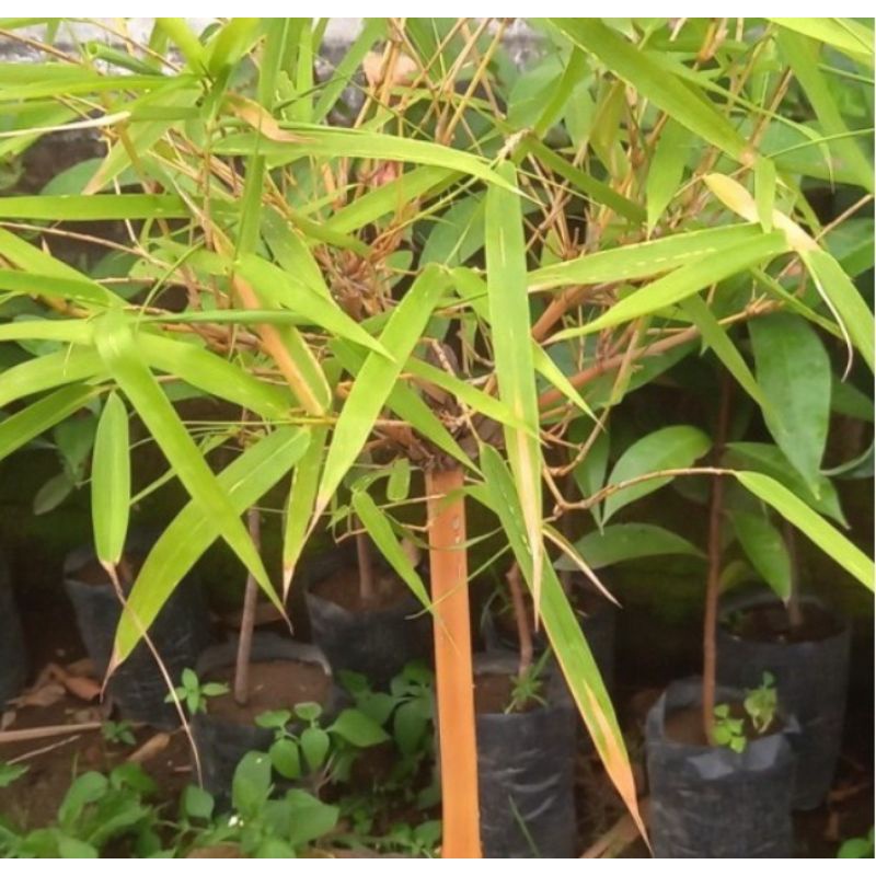 Jual bibit bambu kuning | Shopee Indonesia