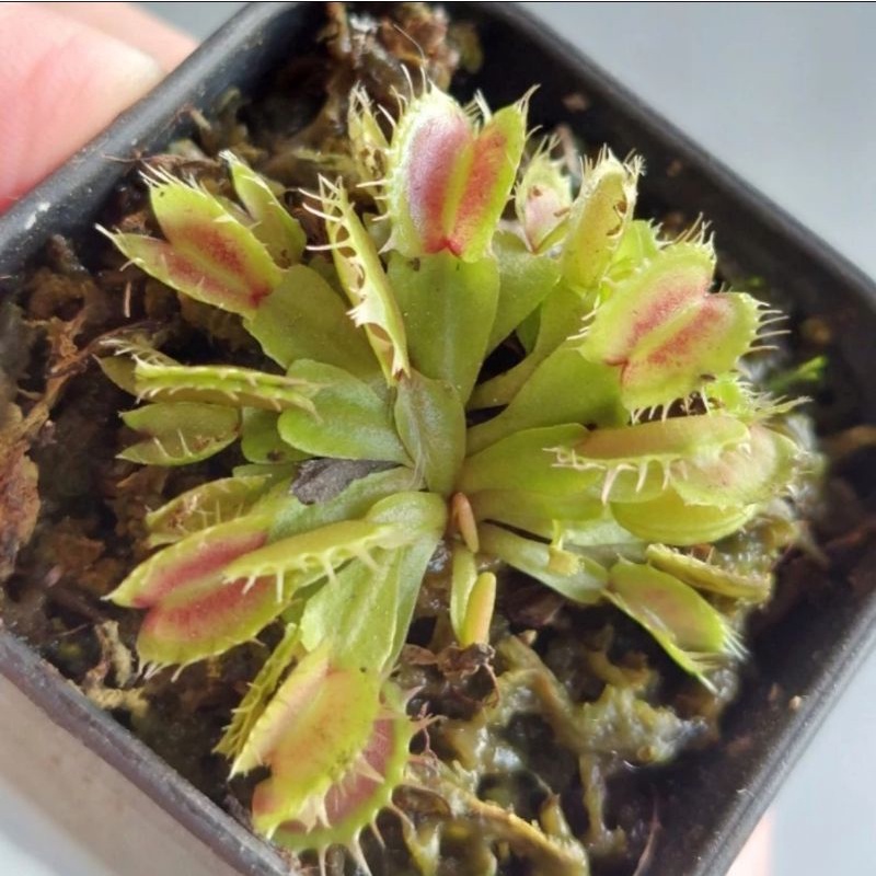 Jual Tanaman Hias Karnivora Pemakan Ssrangga Venus FlyTrap FUSED TOOTH ...