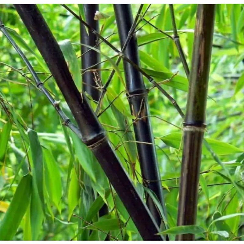 Jual stek ranting bambu Wulung atau bambu hitam | Shopee Indonesia