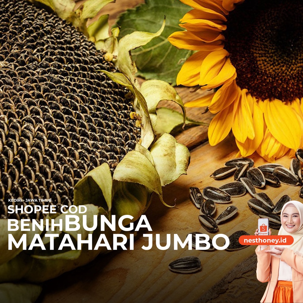 Jual 5 Biji Bunga Matahari Jumbo F1 Import / Giant Sunflower / Kuaci ...