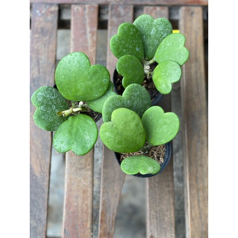 Jual TANAMAN HOYA LOVE / HOYA / HOYA LOVE | Shopee Indonesia