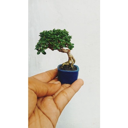 Jual bonsai Sancang mini murah | Shopee Indonesia