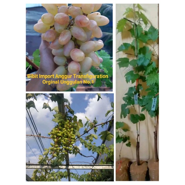 Jual Bibit Anggur TRANSFIGURATION /TRANSFIGURASI Import ORIGINAL ...