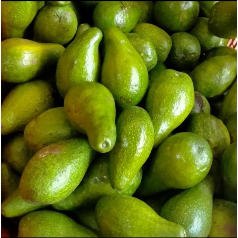 Jual Alpukat Mentega Super | Shopee Indonesia