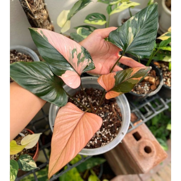 Jual Tanaman hias Homalomena cf aromatica (spreng) schott/ tanaman hias ...