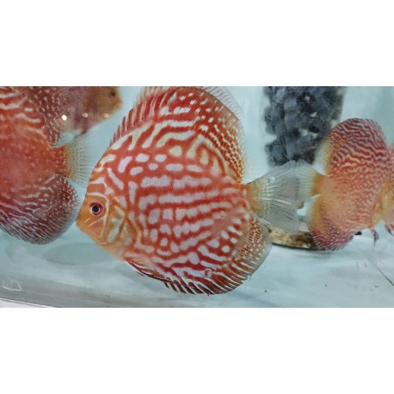 Jual Discus Pigeon Checkerboard 3.5 Inchi | Shopee Indonesia
