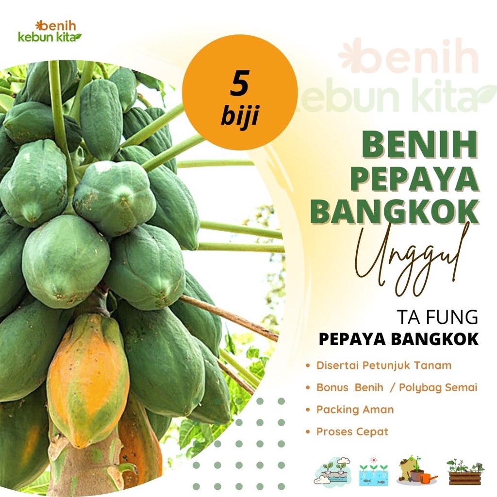 Jual Benih Biji Buah Pepaya Bangkok Shopee Indonesia