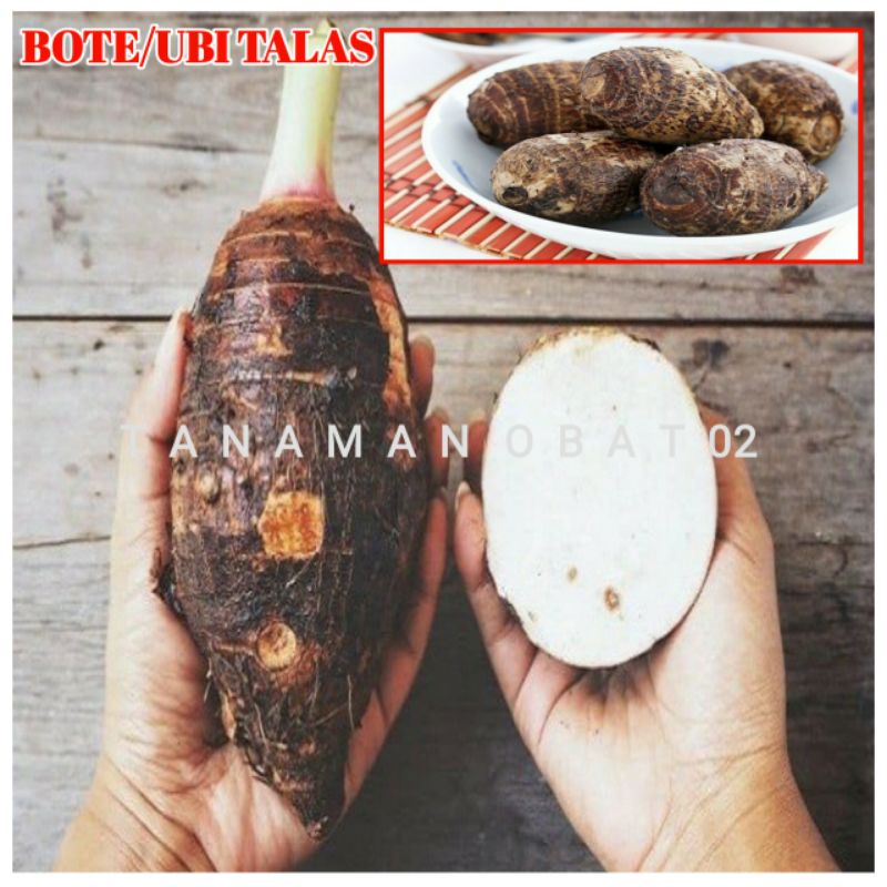Jual BOTE UBI TALAS 1KG BISA DI MASAK DAN DI TANAM ULANG | Shopee Indonesia