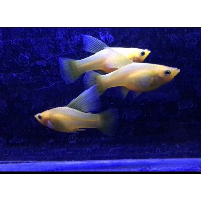 Jual yellow variatus hifin 1pasang | Shopee Indonesia