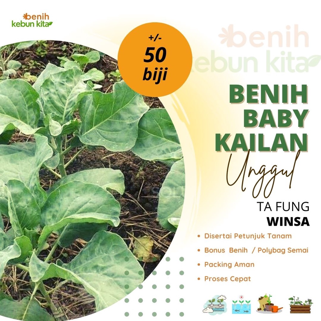 jual-50-biji-bibit-sayuran-kailan-winsa-ta-fung-benih-tanaman-sayuran