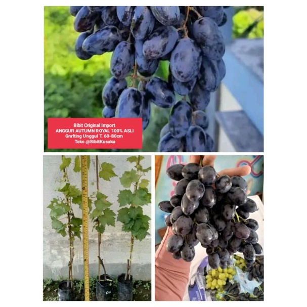 Jual Bibit Unggu Import ANGGUR AUTUMN ROYAL ORIGINAL Kualitas No.1 ...