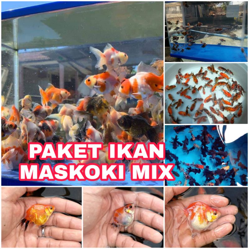 Jual paket ikan maskoki baby / ikan hias mas koki mulai 10 sampai 100 ...