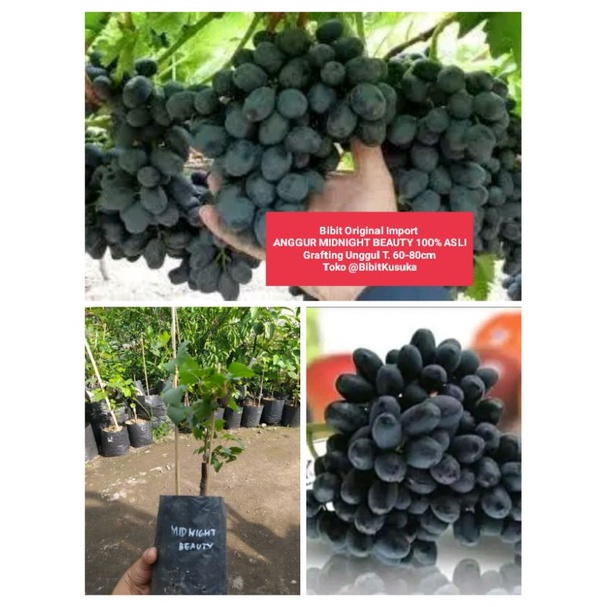 Jual Bibit Import Pohon Buah ANGGUR MIDNIGHT Original ungg No.1 ...